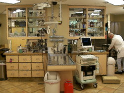 Treatment Room | Animal Medical New City