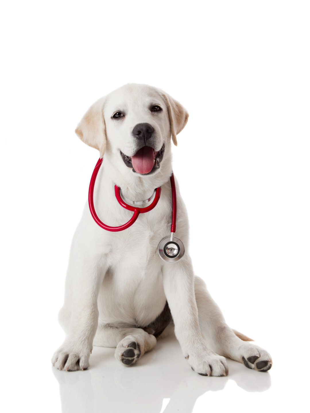 doc dog | Animal Medical New City