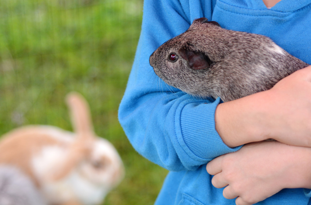 guinea pig and rabbit | Animal Medical New City