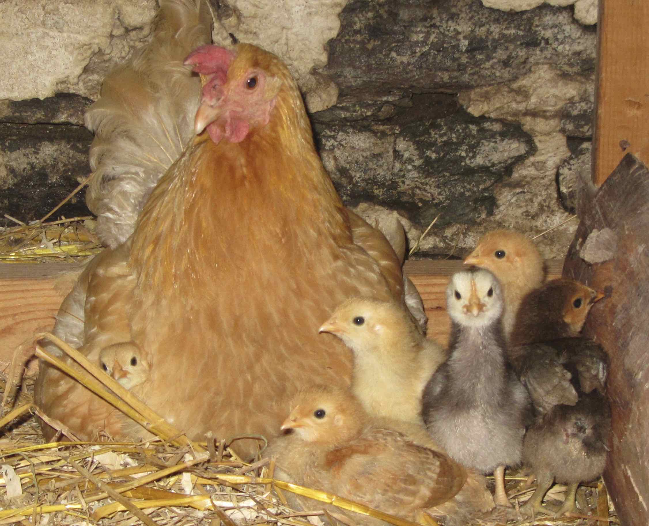 Raising-back-yard-chickens-in-Rockland-County | Animal Medical New City