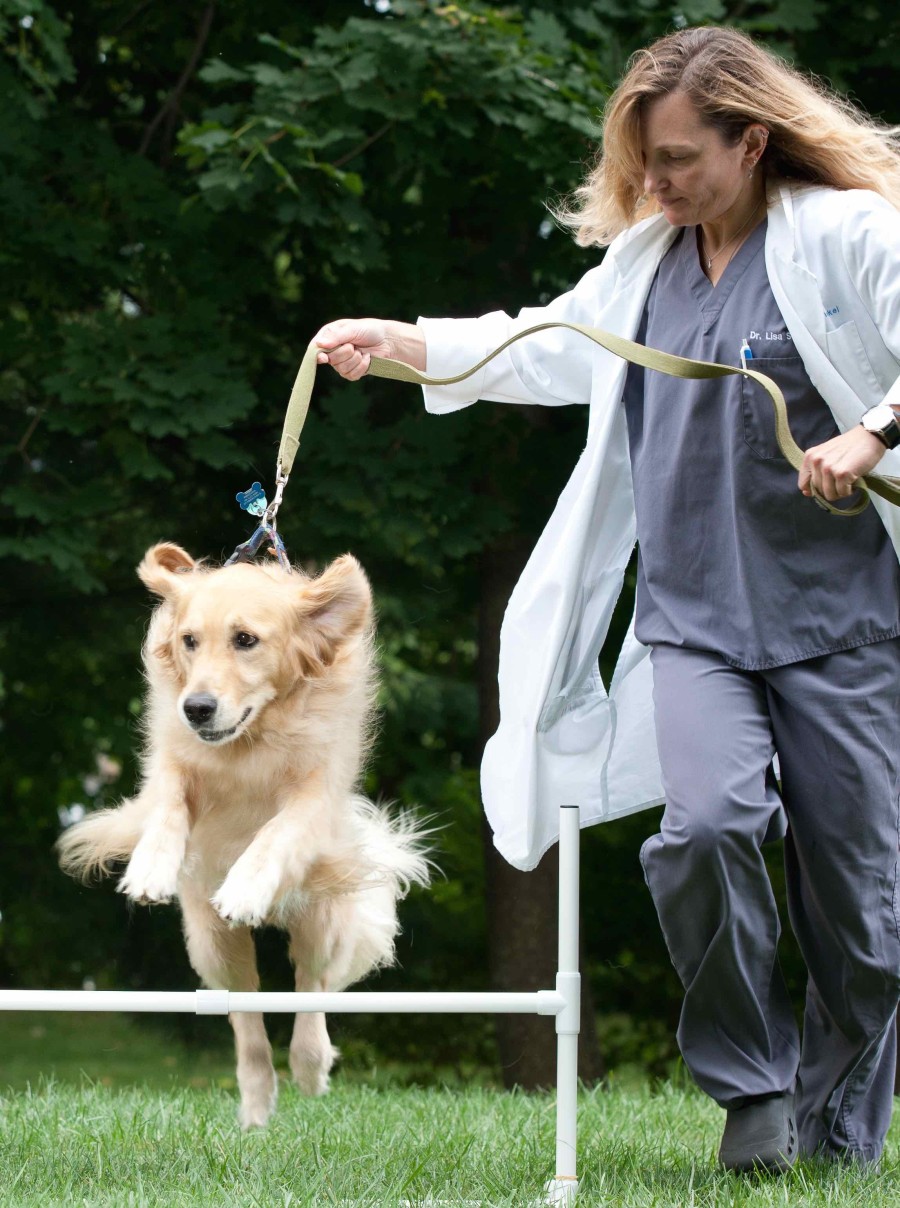 Physical Therapy for Dogs | Animal Medical New City