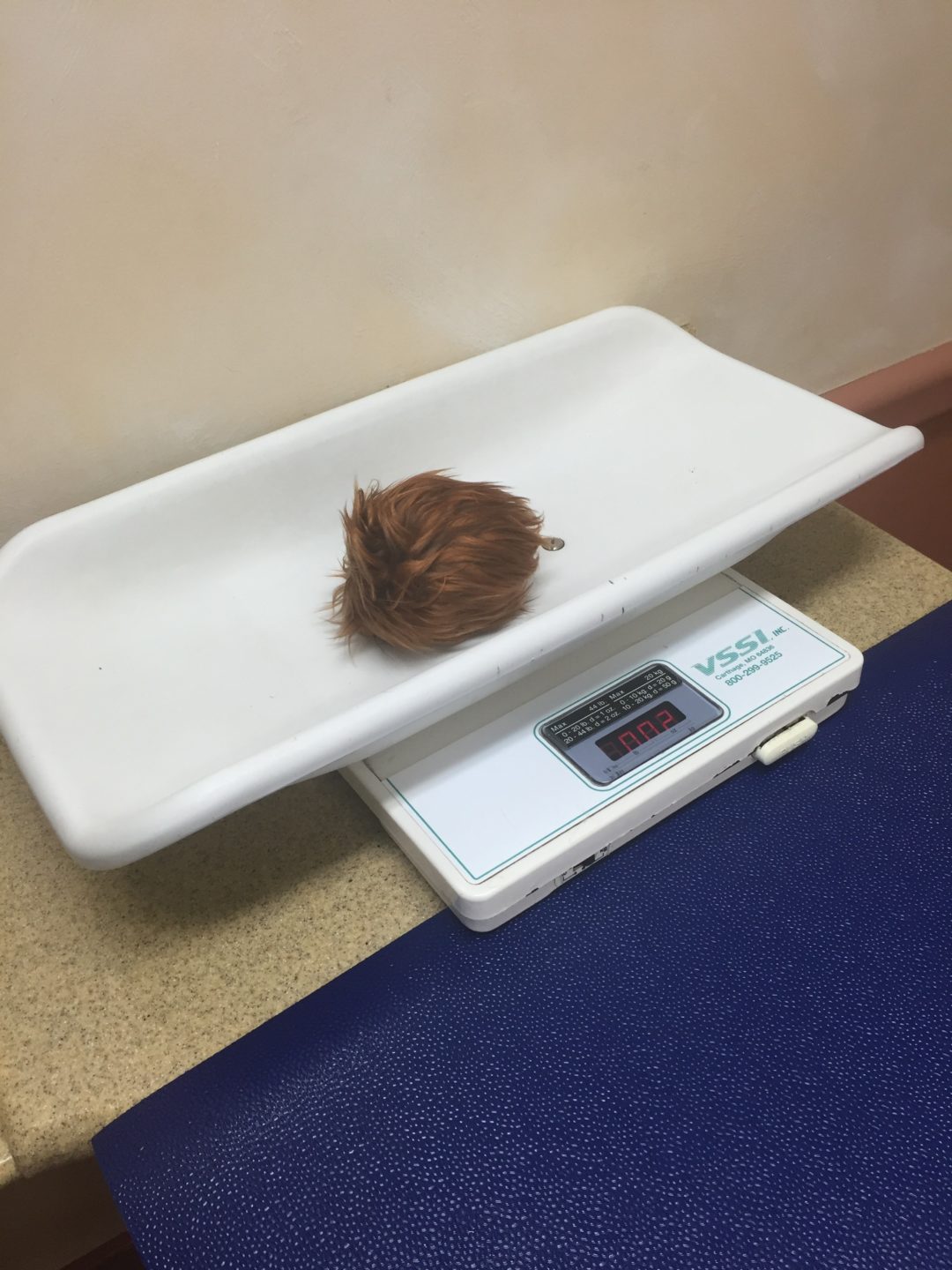 Veterinary Hospital Treats Tribble | Animal Medical New City