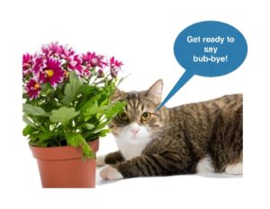 cat saying bub-bye to flower pot | Animal Medical New City