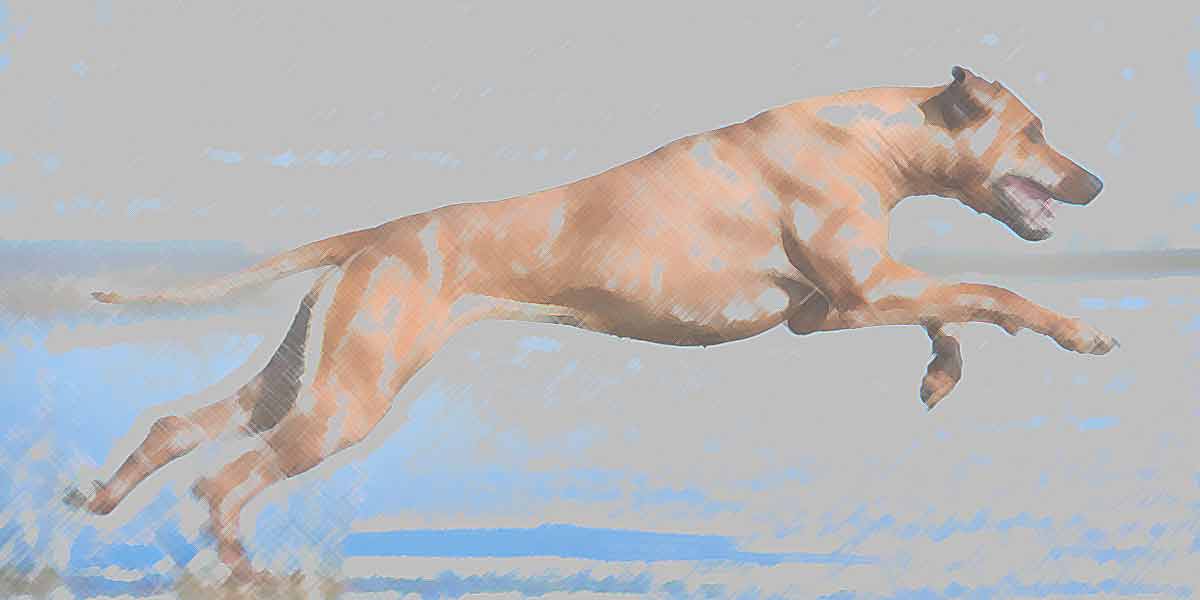 amnc dog running transparent | Animal Medical New City