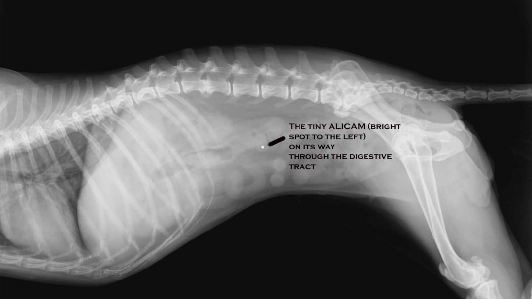 Take One Camera and Call Me In The Morning | Animal Medical New City
