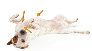 Acupressure Points For Dogs: Give Your Pet The Massage of His LIFE ...
