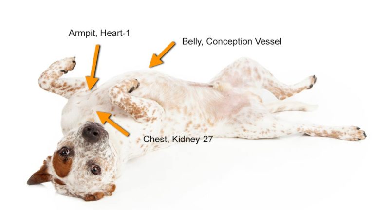 Acupressure Points For Dogs: Give Your Pet The Massage of His LIFE ...