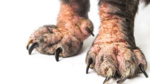 skin issues in dogs | Animal Medical New City