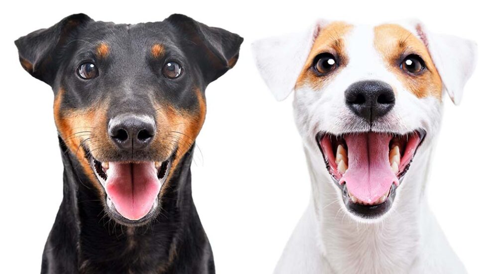Reproduction in Dogs FAQs | Animal Medical New City