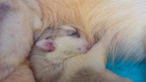 Reproduction in Dogs FAQs | Animal Medical New City