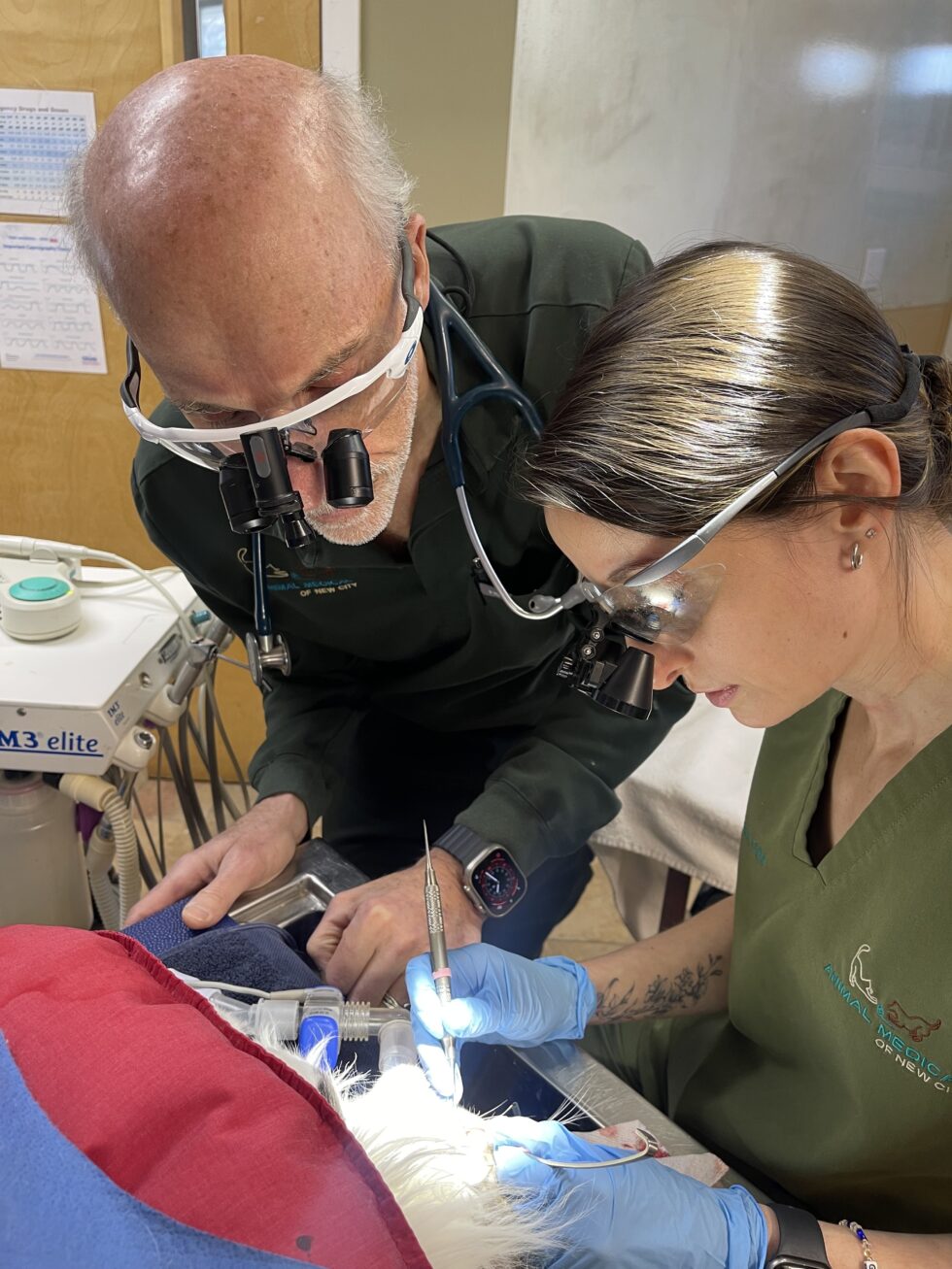 Animal Medical of New City - Rockland County Veterinarian
